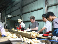 Introducing traditional sweet potato shochu to the world: Yachiyoden ...
